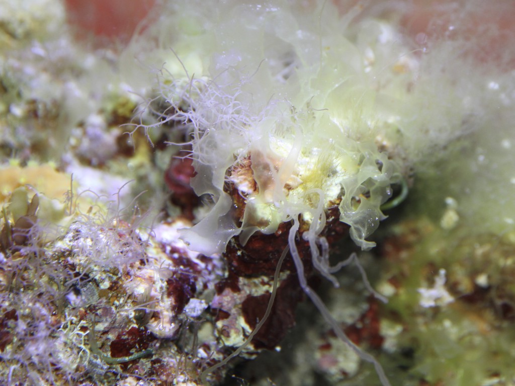 Grüne Fadenalgen im Meerwasseraquarium – Blog aquapro2000